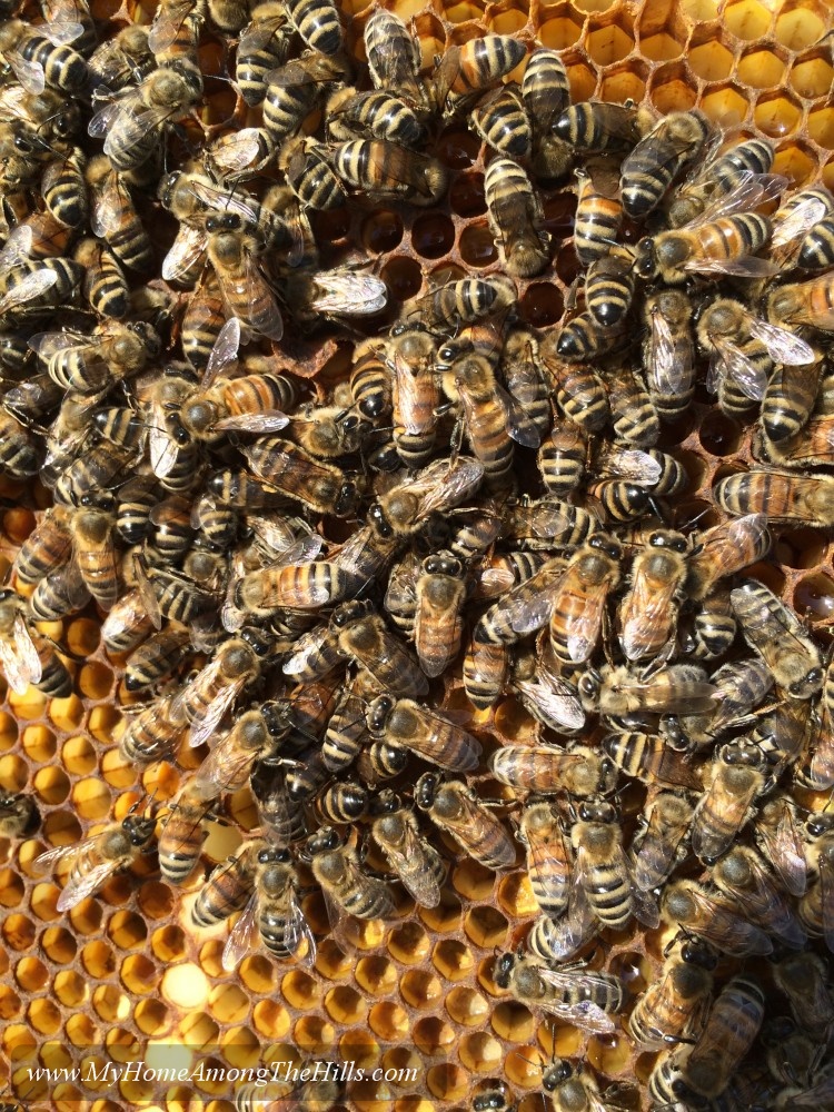 Laying workers | My Home Among The Hills